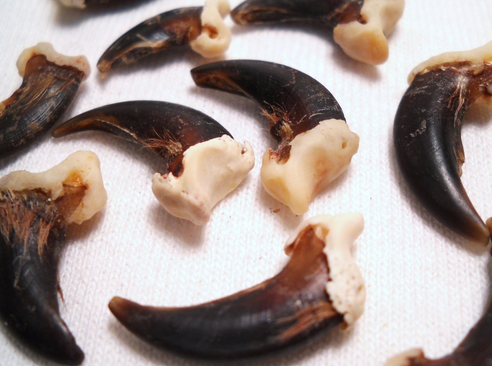 15 Coyote Claws Real Bone Taxidermy Genuine Bones | Etsy