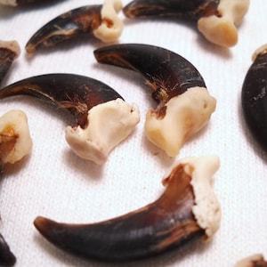 5 Coyote Claws Real Bone Taxidermy Genuine Bones - Etsy