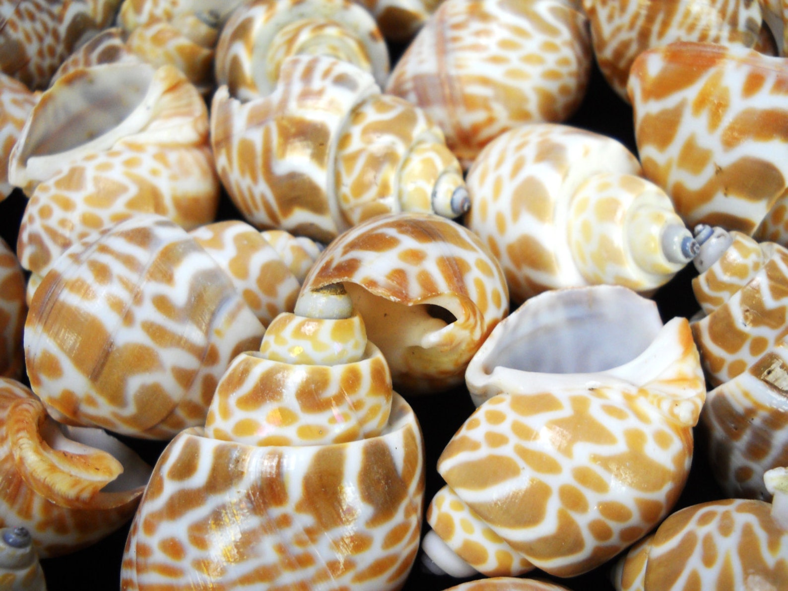 Multipack 1"-1.5" Babylonia Spirata Shell, Mouth Opening 5/8 to 7/8 ...
