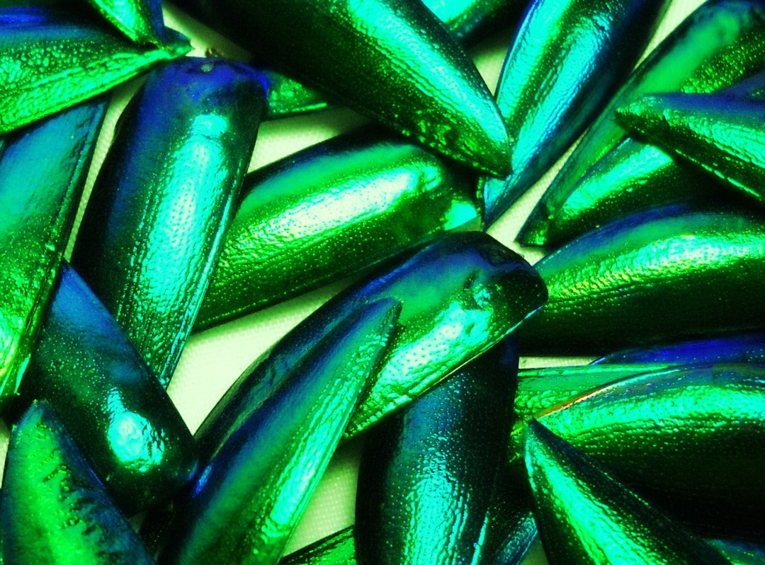 Multipack 1.25" Elytra Beetle Wings GREEN TONE Natural Iridescent ...
