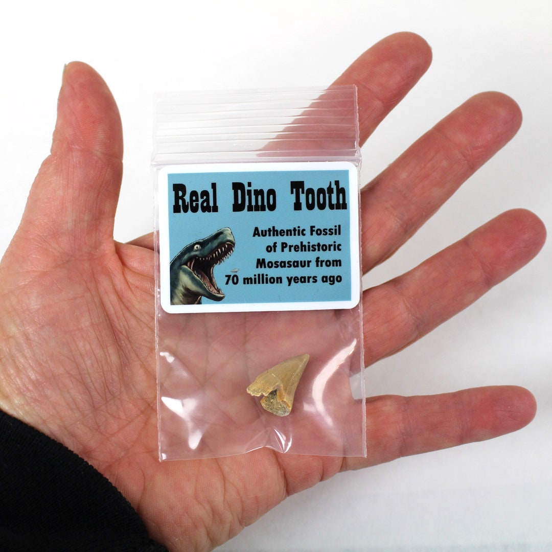 Fossils Packaged for Retail Resale 1/2 to 1 1/2 Inch Multipack Mosasaur ...