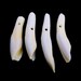 15 Real Bone Water Buffalo Teeth Taxidermy Genuine Tooth Bones Pendant ...