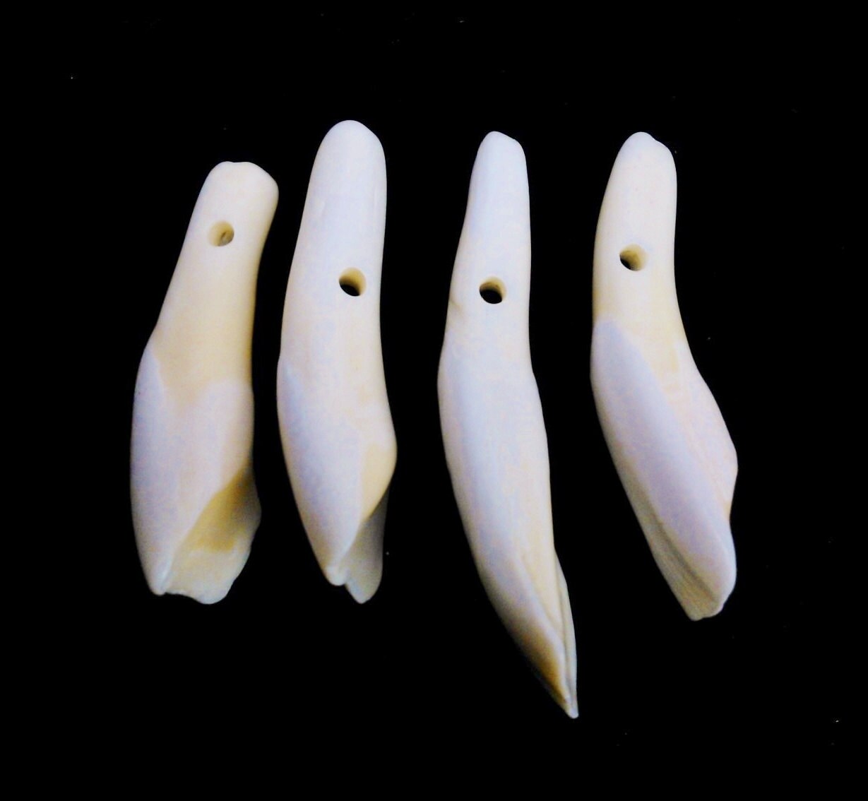 15 Real Bone Water Buffalo Teeth Taxidermy Genuine Tooth Bones Pendant ...