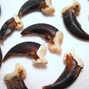 5 Coyote Claws Real Bone Taxidermy Genuine Bones - Etsy