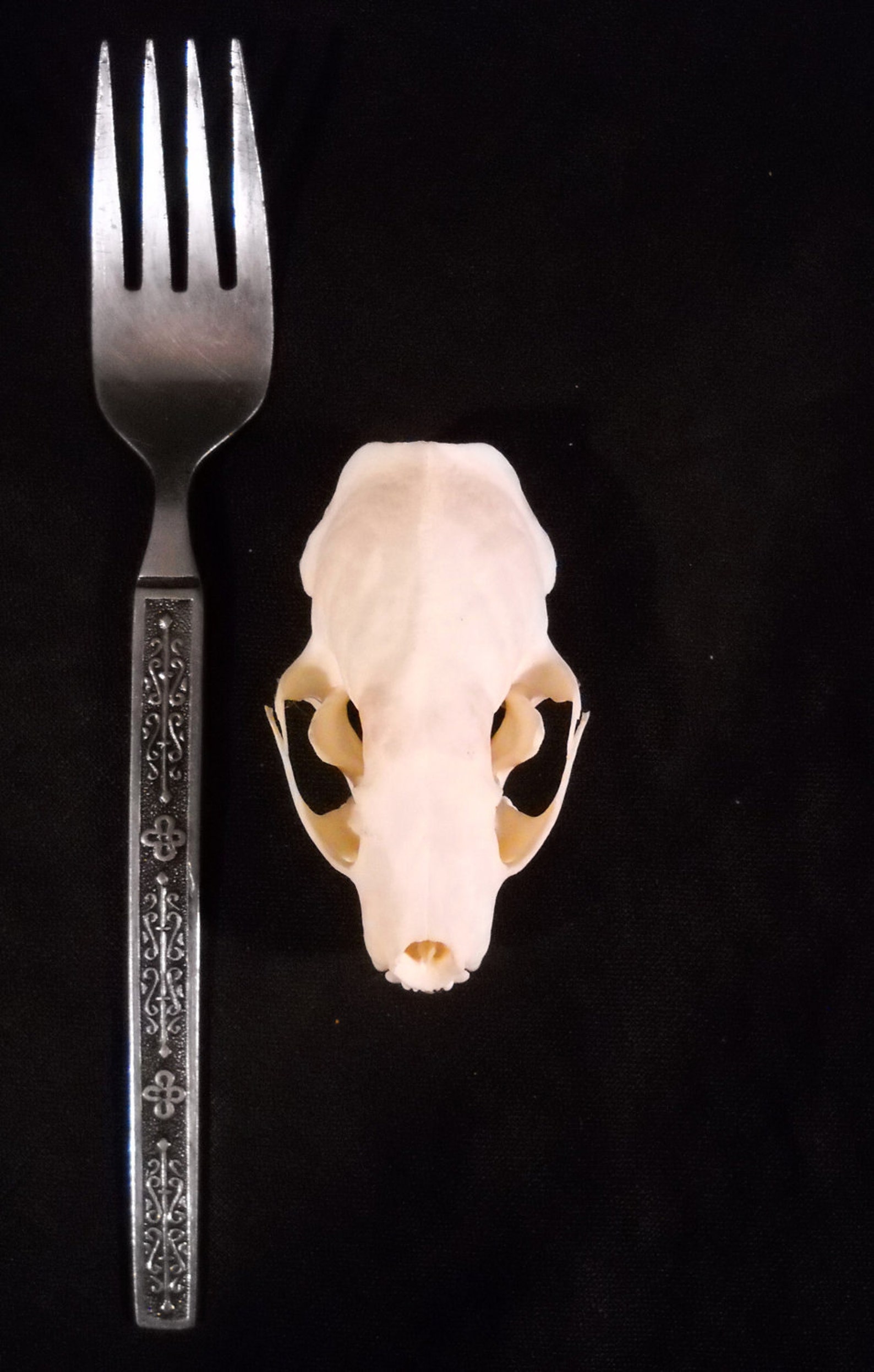 Real Bone Mink Taxidermy Animal Skull Taxidermy Bones - Etsy