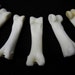 Multipack DRILLED .75"-1" Coyote Toes Real Bone Knucklebone Taxidermy ...