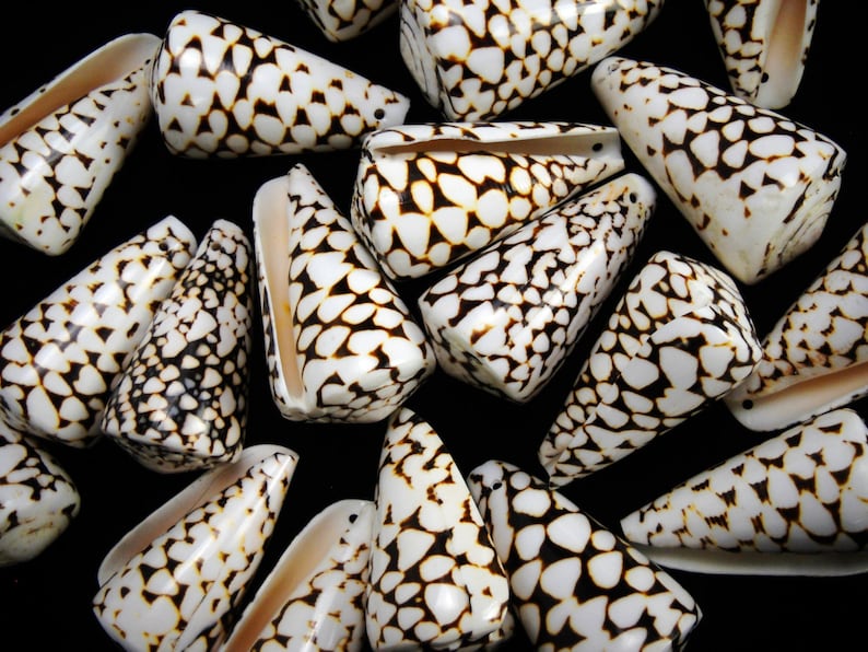 23 DRILLED Marble Cone Shell Bead Seashell Ocean | Etsy
