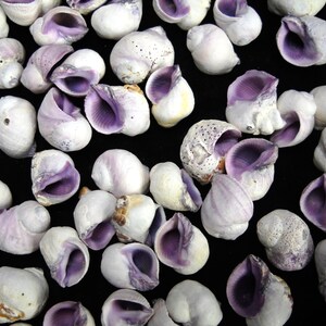 Multipack 1/2-1" Cebu Beauty Violet Shells Seashell Ocean Beach ...