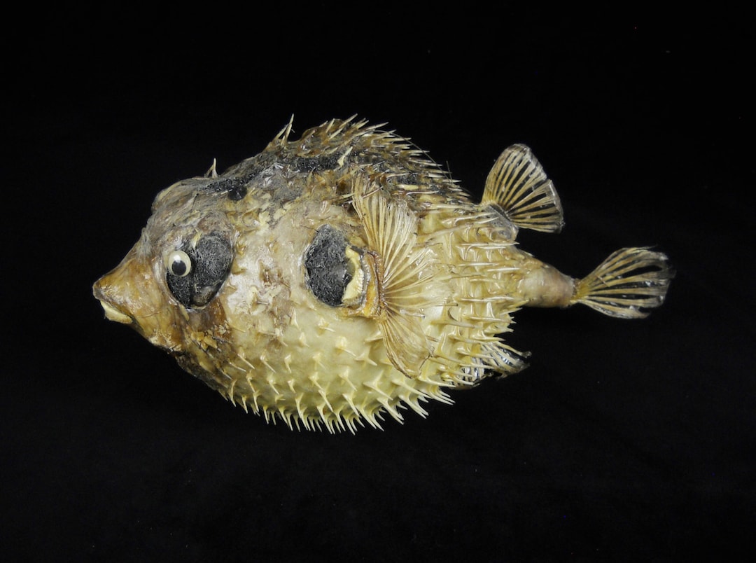 SALE!! 3 for 1 of 6"-10" Taxidermy Puffer Fish Real Preserved Dried ...