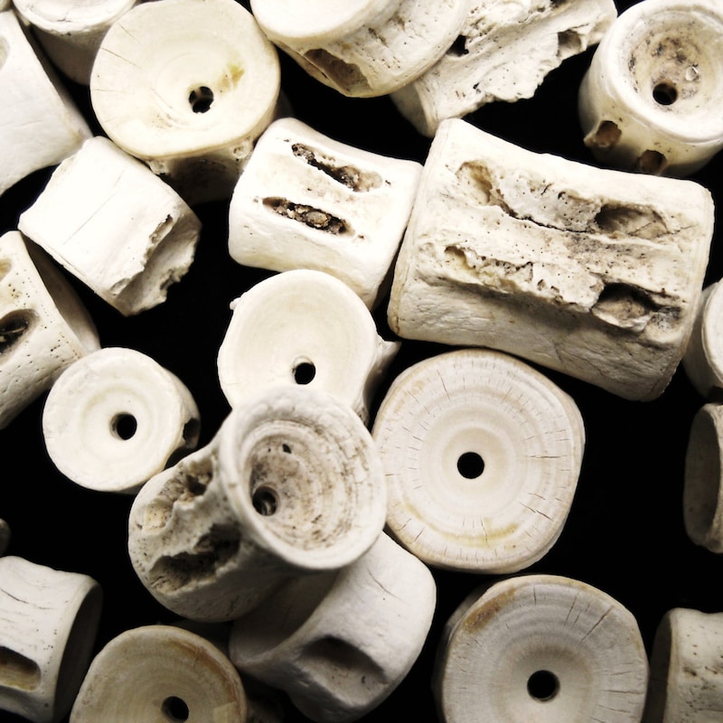 Shark Vertebrae - Etsy