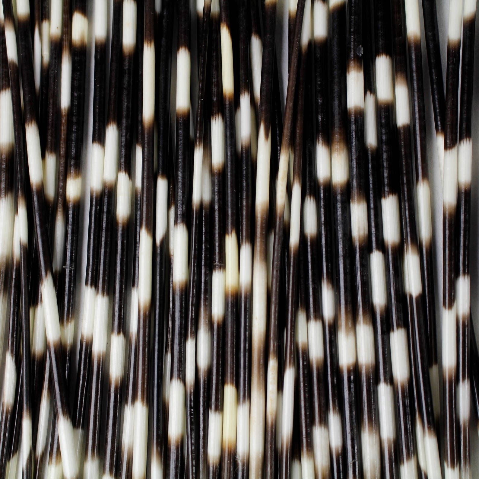 Multipack 10-12" THIN Porcupine Quills Needles for Quillwork, Art ...