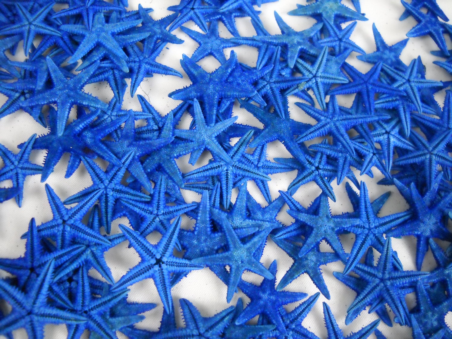 Multipack Blue Tiny Starfish 1/2-1 bulk order sea life | Etsy