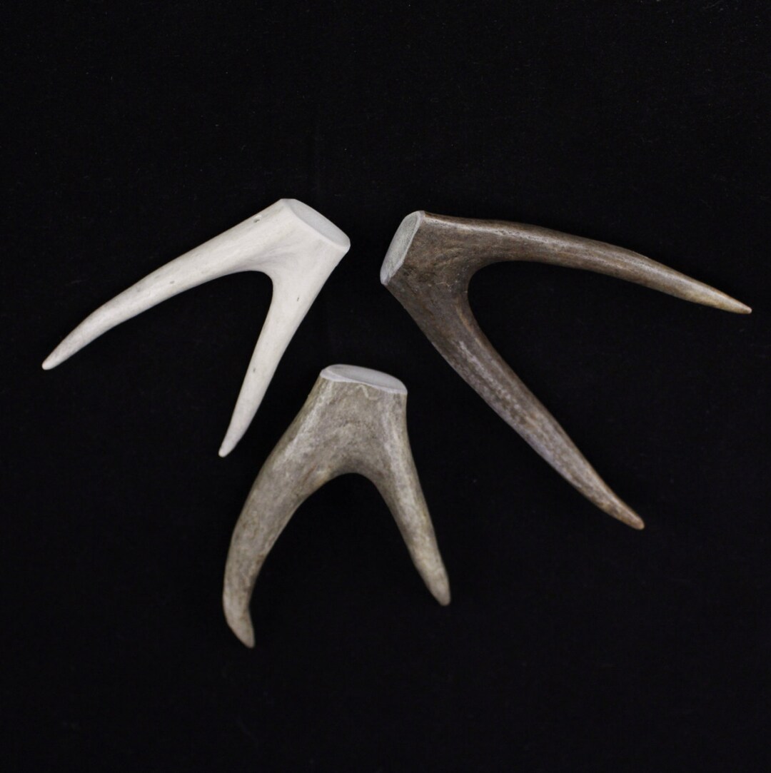 Multipack 3-5" DRILLED Antler Forks Real Deer Bone Taxidermy Pendant ...