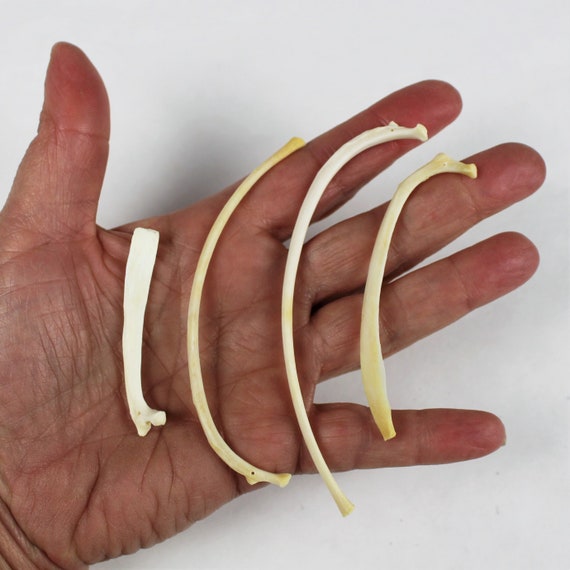 Multipack DRILLED 24 1/4 Fox Ribs Real Bone - Etsy