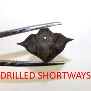 1.5" Approx Bat Devil Caltrops DRILLED or UNDRILLED Real Wood Nut ...