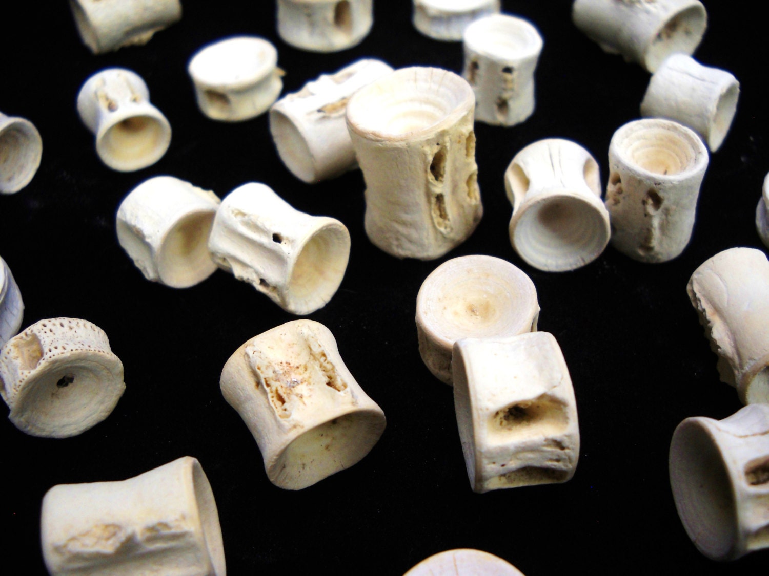 Multipack 3/8 to 1/2" Shark Vertebrae Real Bone Taxidermy Fish Skeleton ...