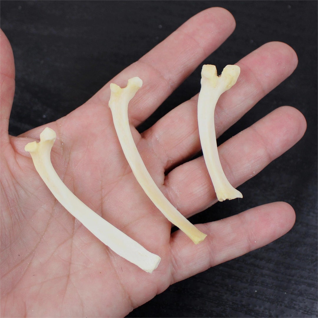 Multipack 2-3" Coyote Rib SHORTIES Bones Real Bone Taxidermy WHOLE Ribs ...
