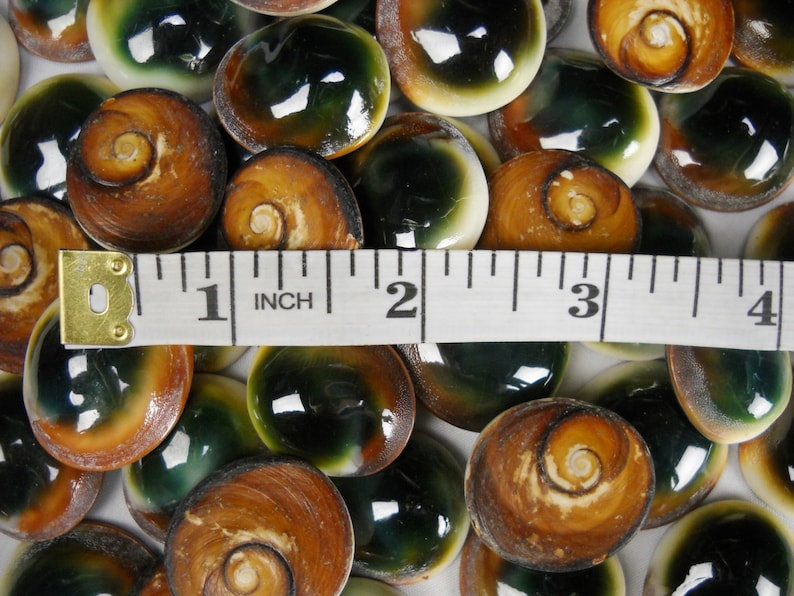 Multipack 1"+ Cat's Eye Shell Shiva Trapdoor Operculum Spiral Green ...