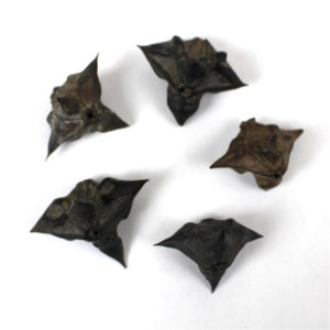 1.5" Approx Bat Devil Caltrops DRILLED or UNDRILLED Real Wood Nut ...