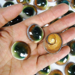 Multipack 1"+ Cat's Eye Shell Shiva Trapdoor Operculum Spiral Green ...