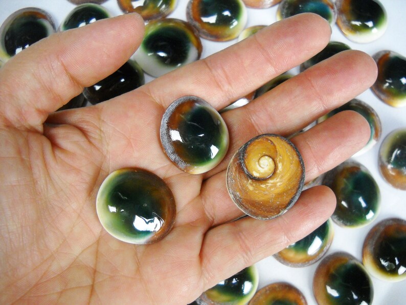 Multipack 1"+ Cat's Eye Shell Shiva Trapdoor Operculum Spiral Green ...