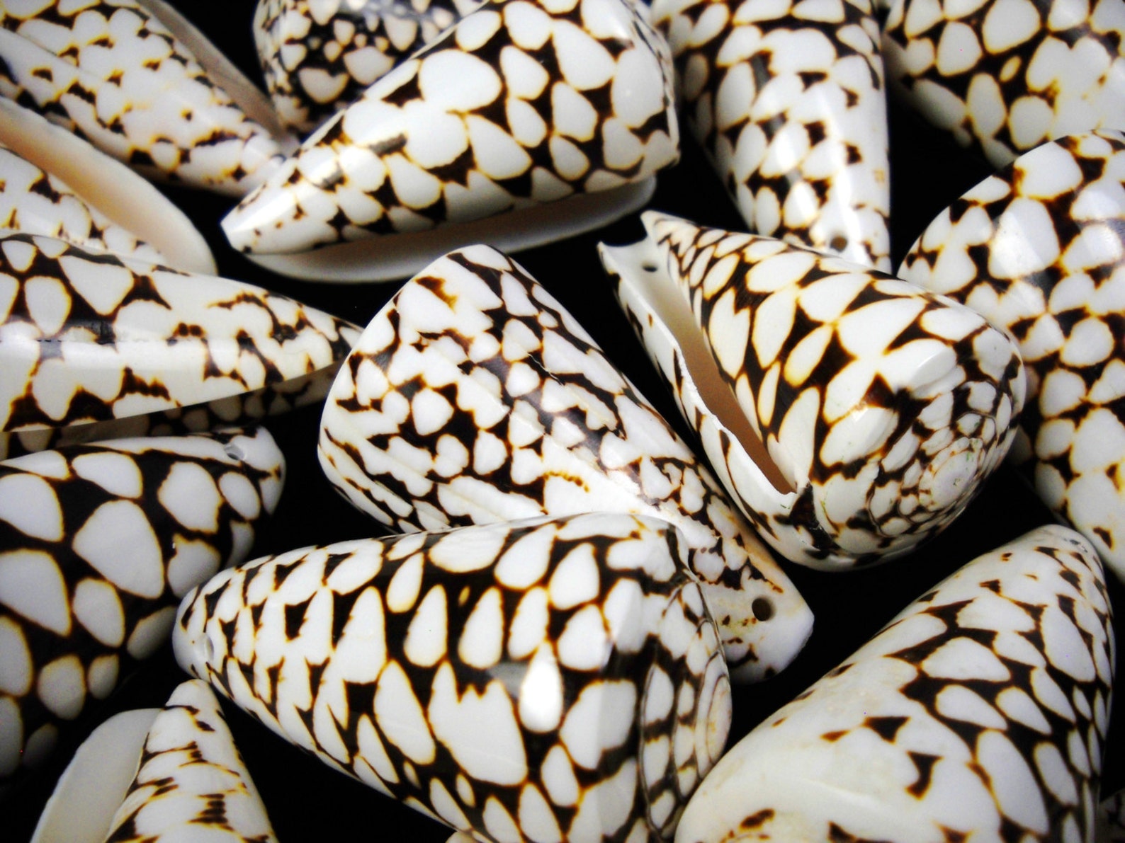 23 DRILLED Marble Cone Shell Bead Seashell Ocean | Etsy