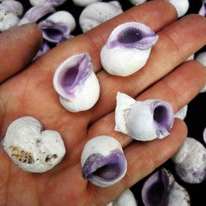Multipack 1/2-1" Cebu Beauty Violet Shells Seashell Ocean Beach ...
