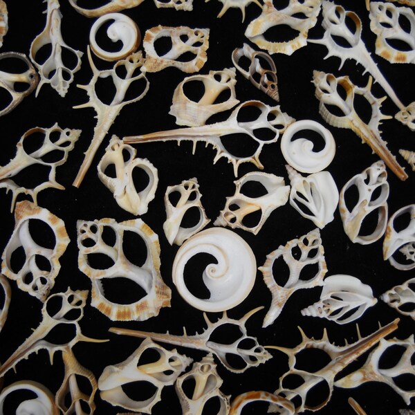 Cut Seashells - Etsy