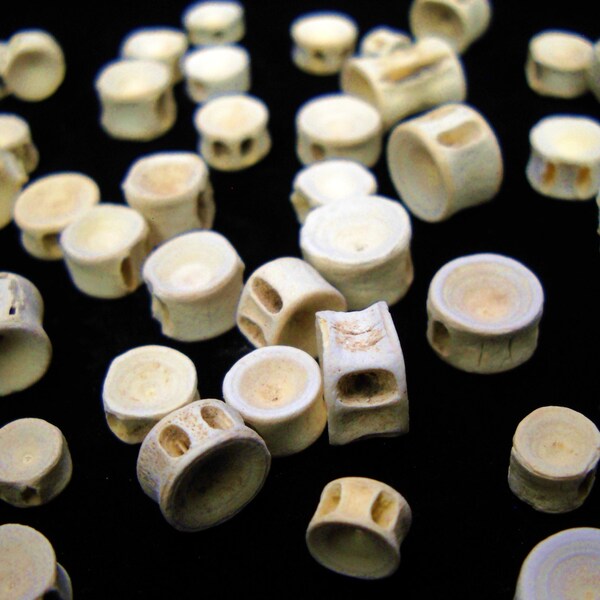 Fish Vertebrae - Etsy