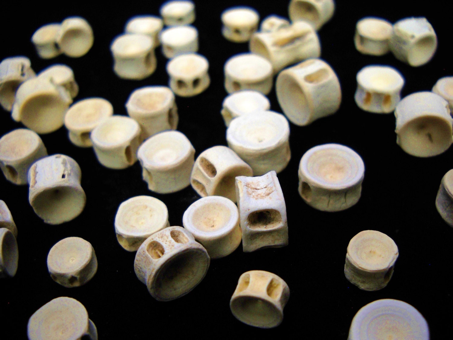 Multipack 1/4-3/8" Shark Vertebrae Real Bone Taxidermy Fish Skeleton ...