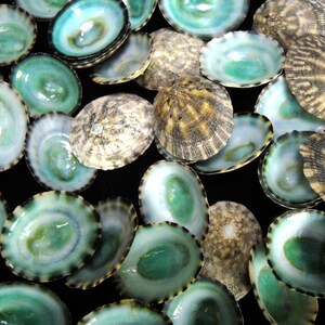 Multipack .5"-1" Green Limpet Shells Seashell Ocean Beach Nautical ...