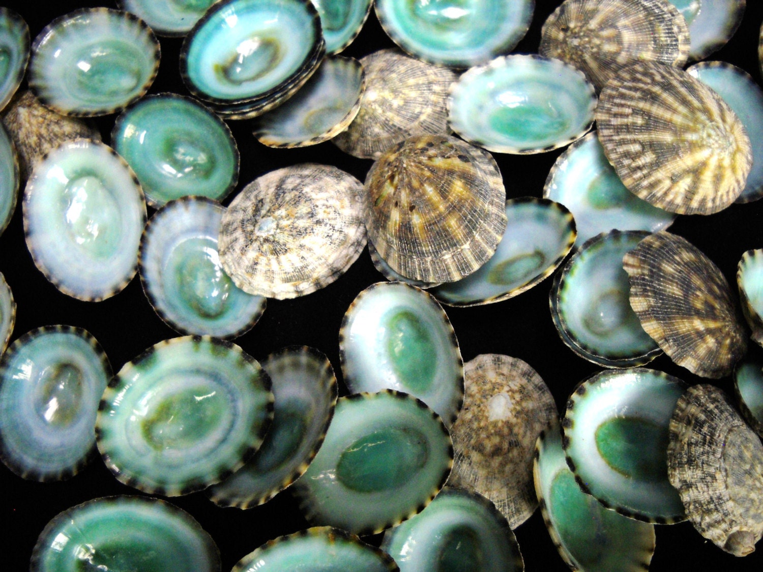 Multipack .5"-1" Green Limpet Shells Seashell Ocean Beach Nautical ...
