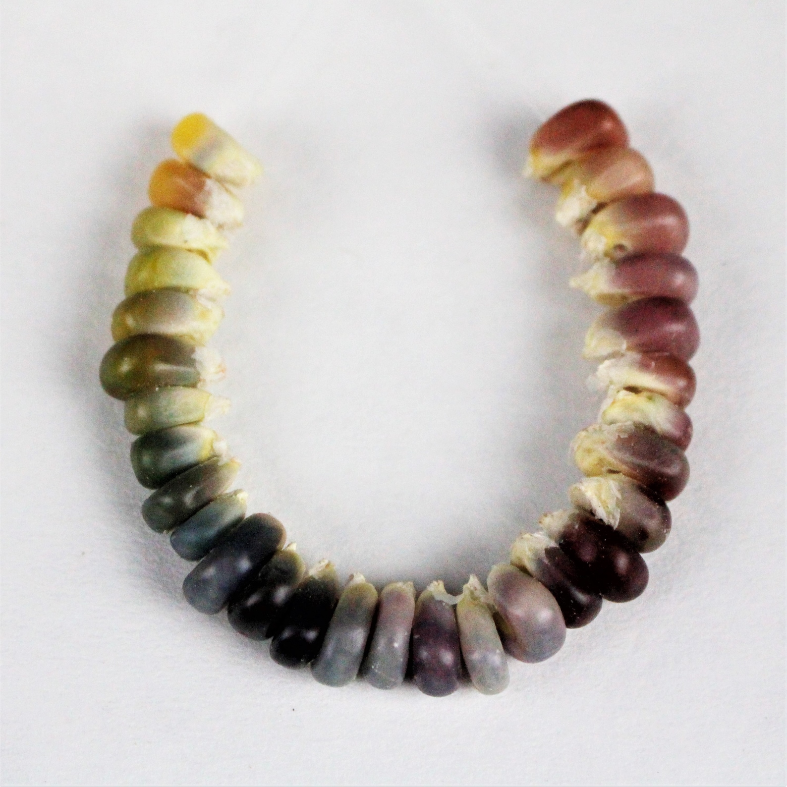 Glass Gem Corn Kernels DRILLED Natural Real Beads - Etsy