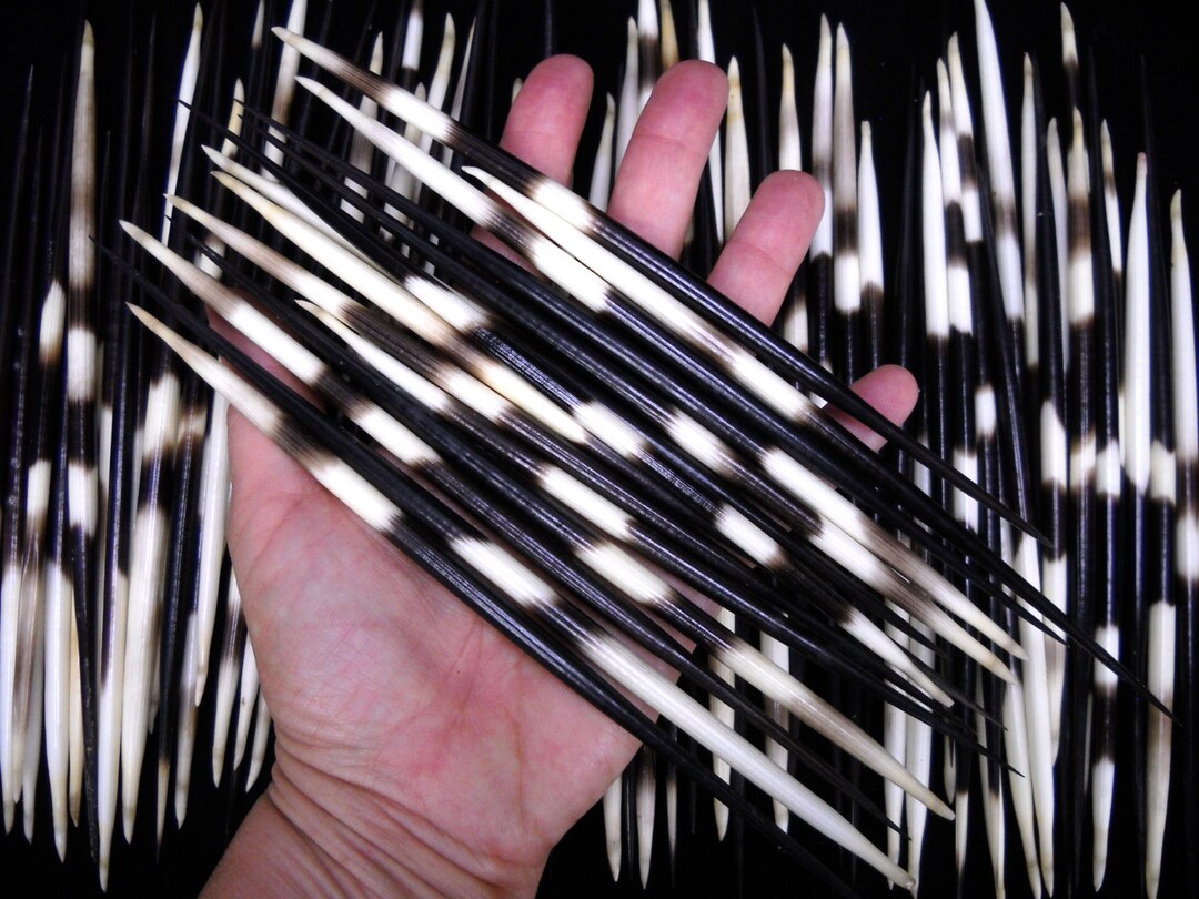 Multipack 7-8" THICK Porcupine Quills African Wholesale Bulk Needles ...