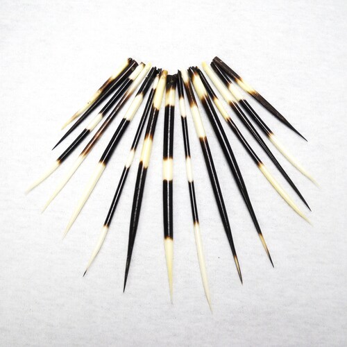 Multipack 26 DRILLED CUT Porcupine Quills Needles - Etsy