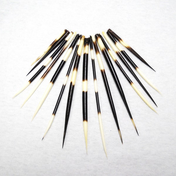 Porcupine Quillwork - Etsy