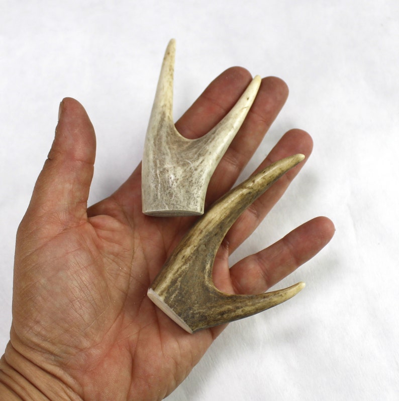Multipack 3-5 WHOLE Antler Forks Real Deer Bone - Etsy