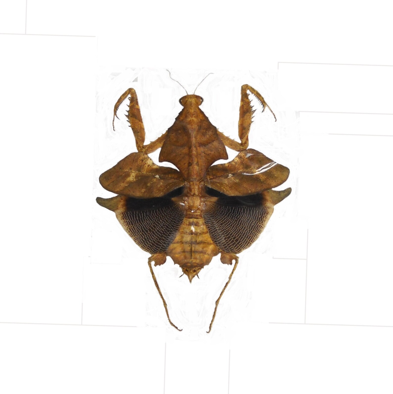 3.5 Real Leaf Mimic Mantis Deroplatys Lobata Spread | Etsy