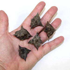 1.5" Approx Bat Devil Caltrops DRILLED or UNDRILLED Real Wood Nut ...