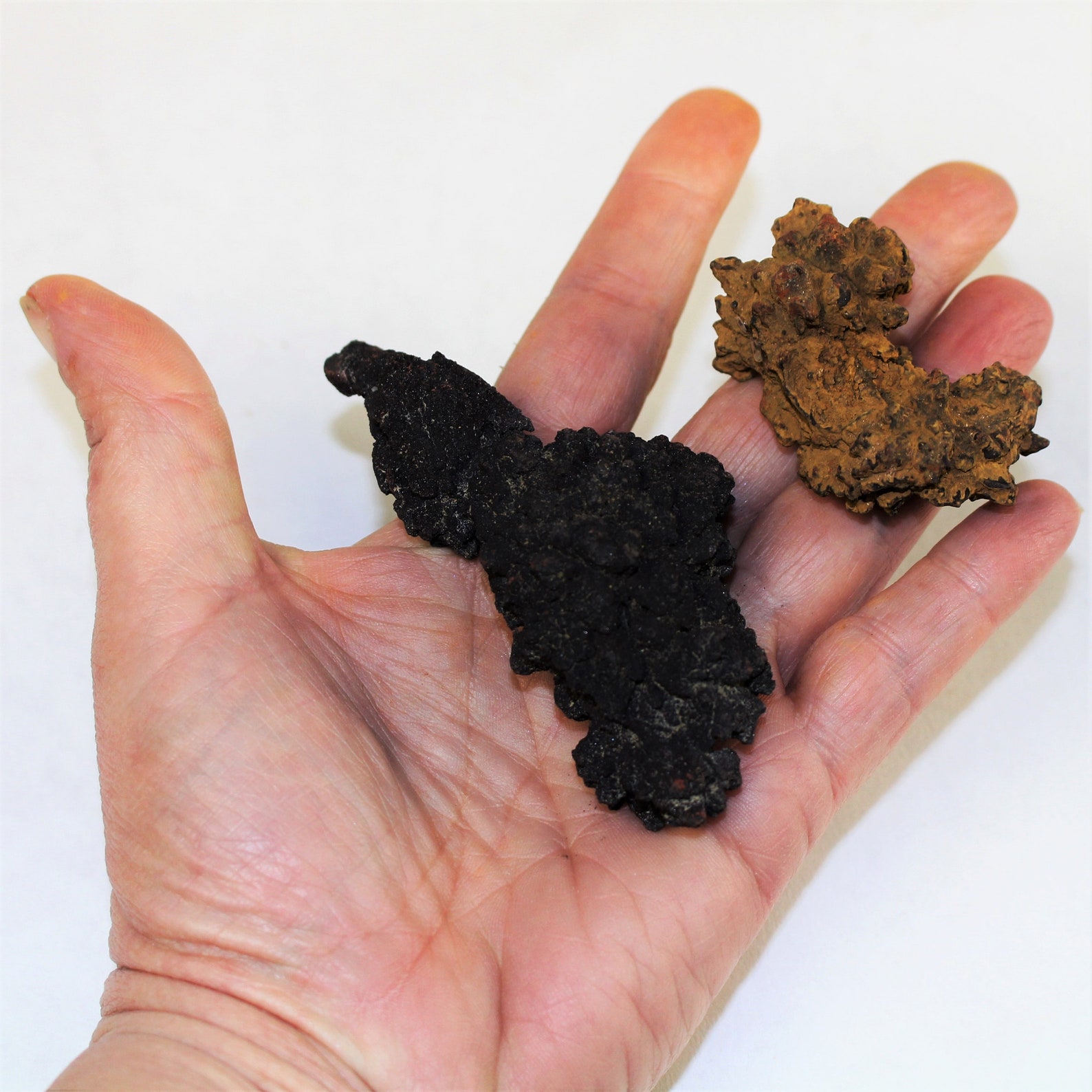 23 Fossil Poop Dinosaur Coprolite Natural Dino | Etsy