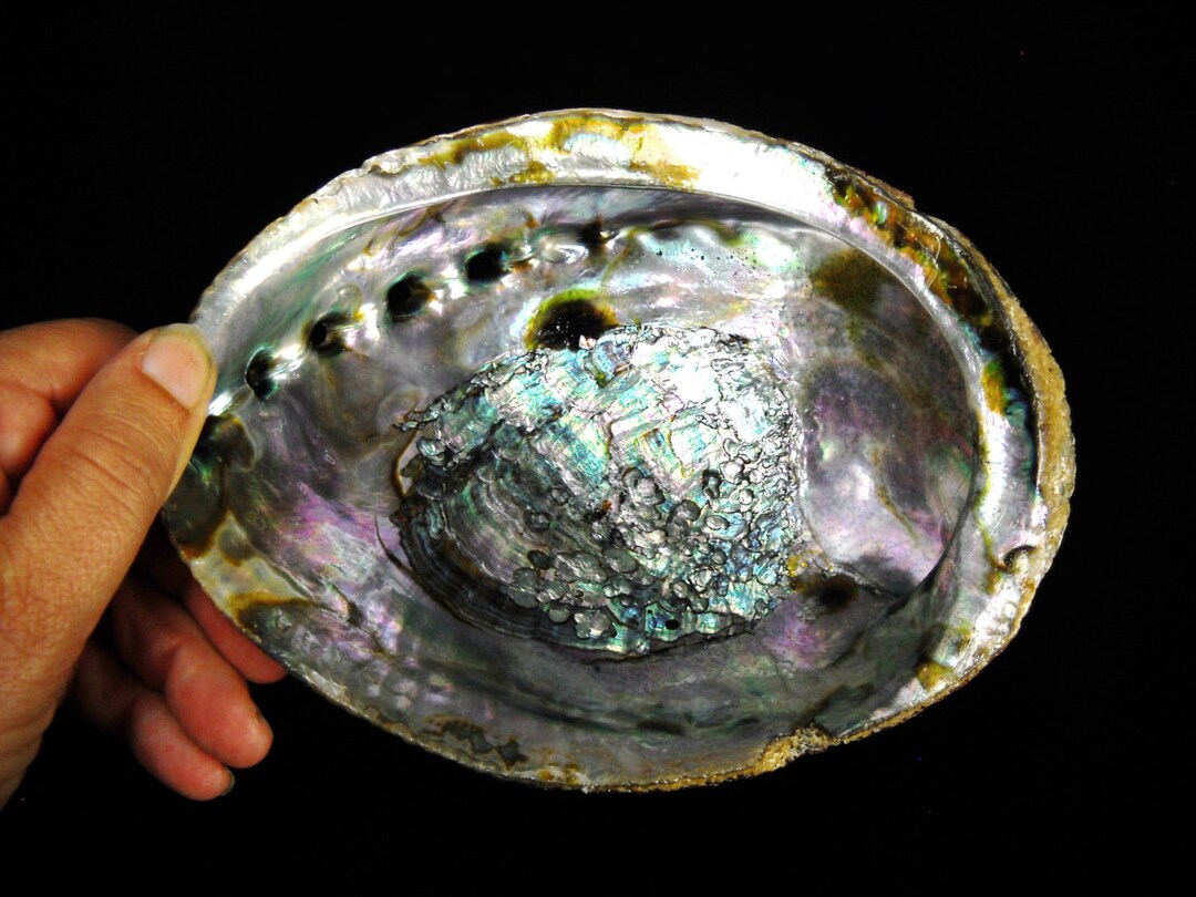 5 to 6" Abalone Shell MULTIPACK OPTION Green Iridescent Natural Sea ...