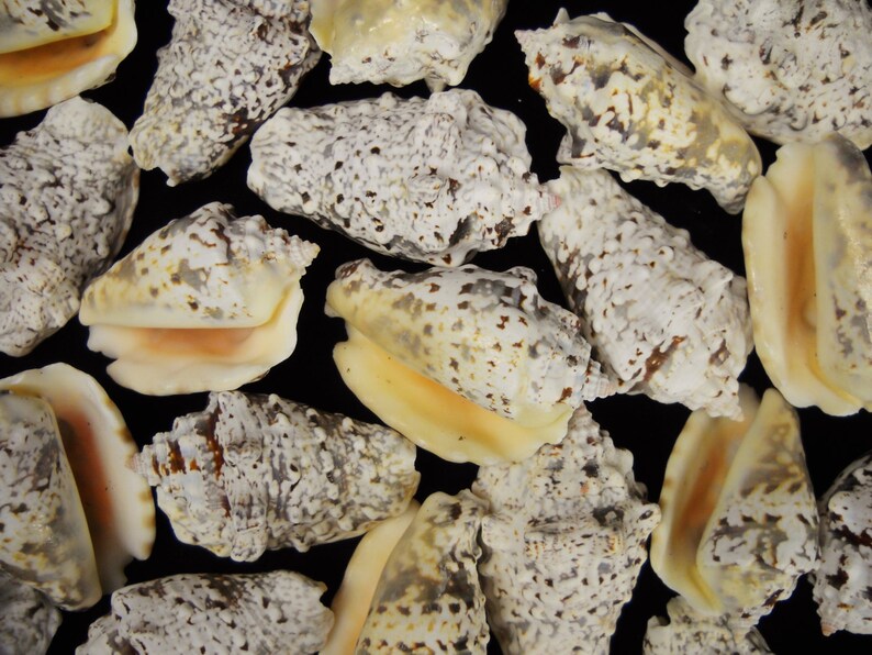 Multipack 3 Silver Conch Shell seashell ocean beach | Etsy