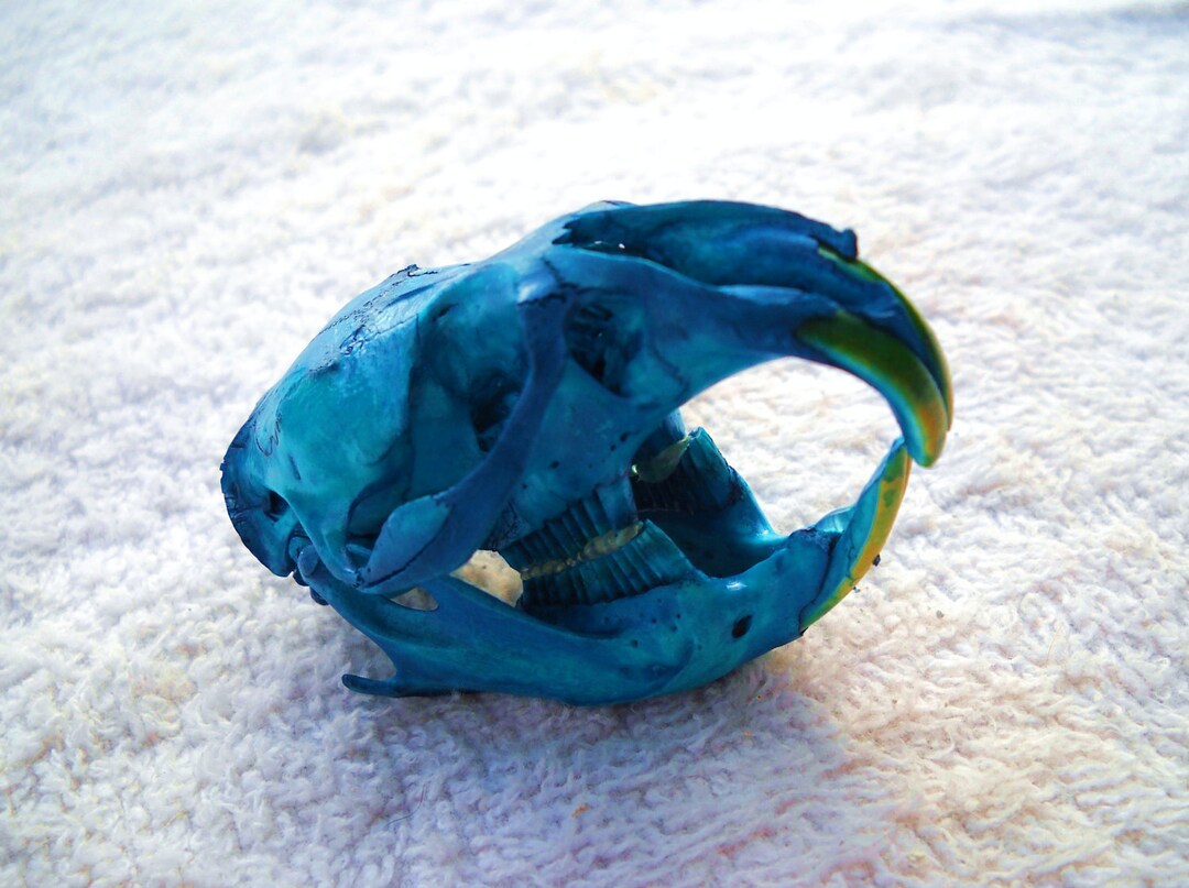 Taxidermy Turquoise Blue Rat Real Bone Animal Skull Muskrat Bones - Etsy