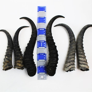 5" to 11" Springbok Horns Taxidermy Real Bone Singles or Sets - Etsy