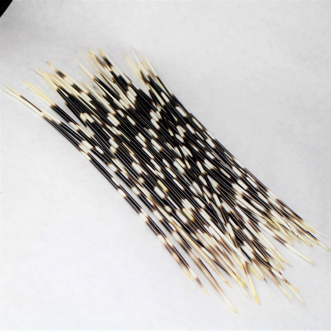 Multipack 10-12" THIN Porcupine Quills Needles for Quillwork, Art ...