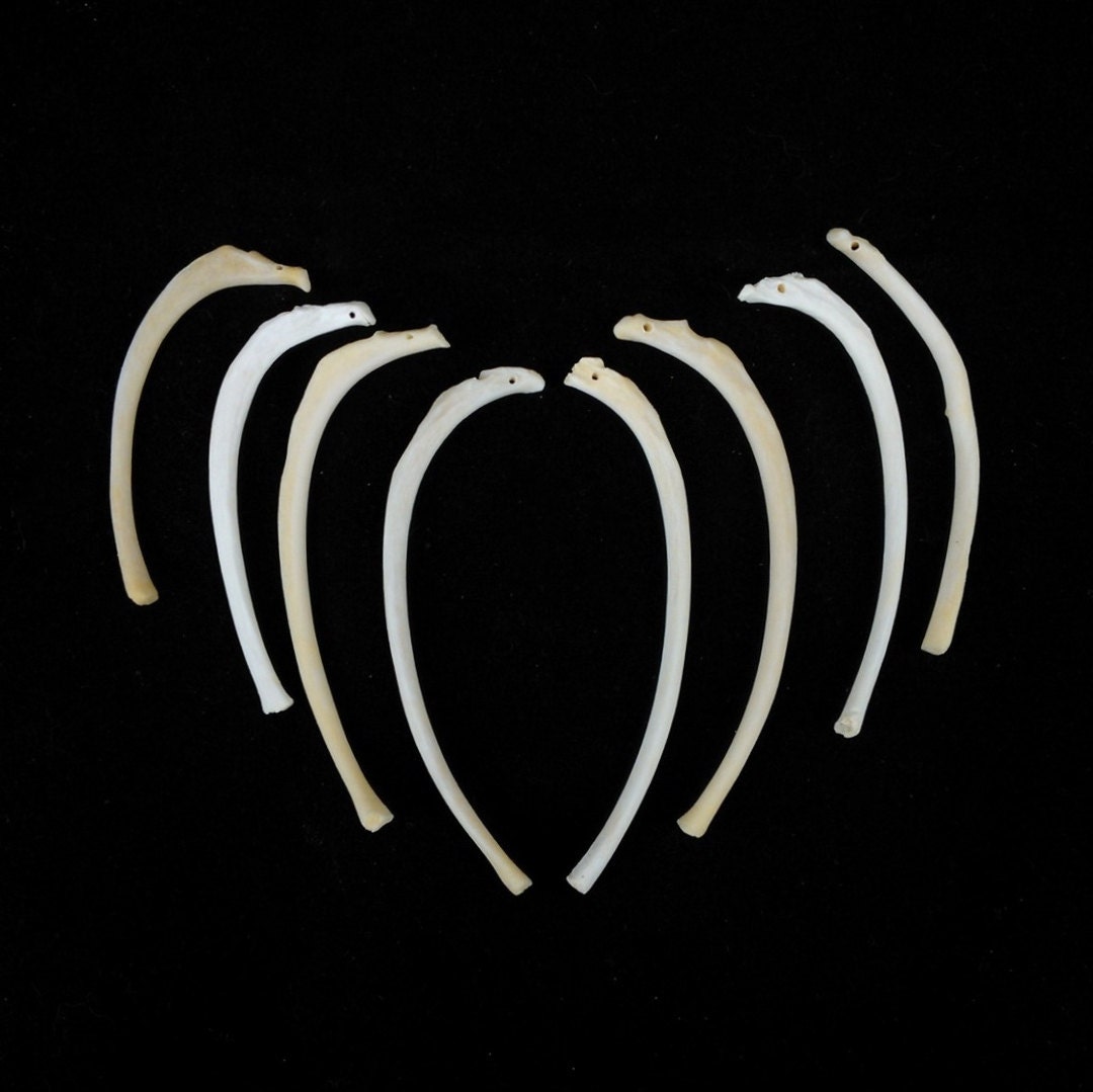 Multipack DRILLED 2-4" Raccoon Ribs Real Bone Taxidermy Pendant Beads ...