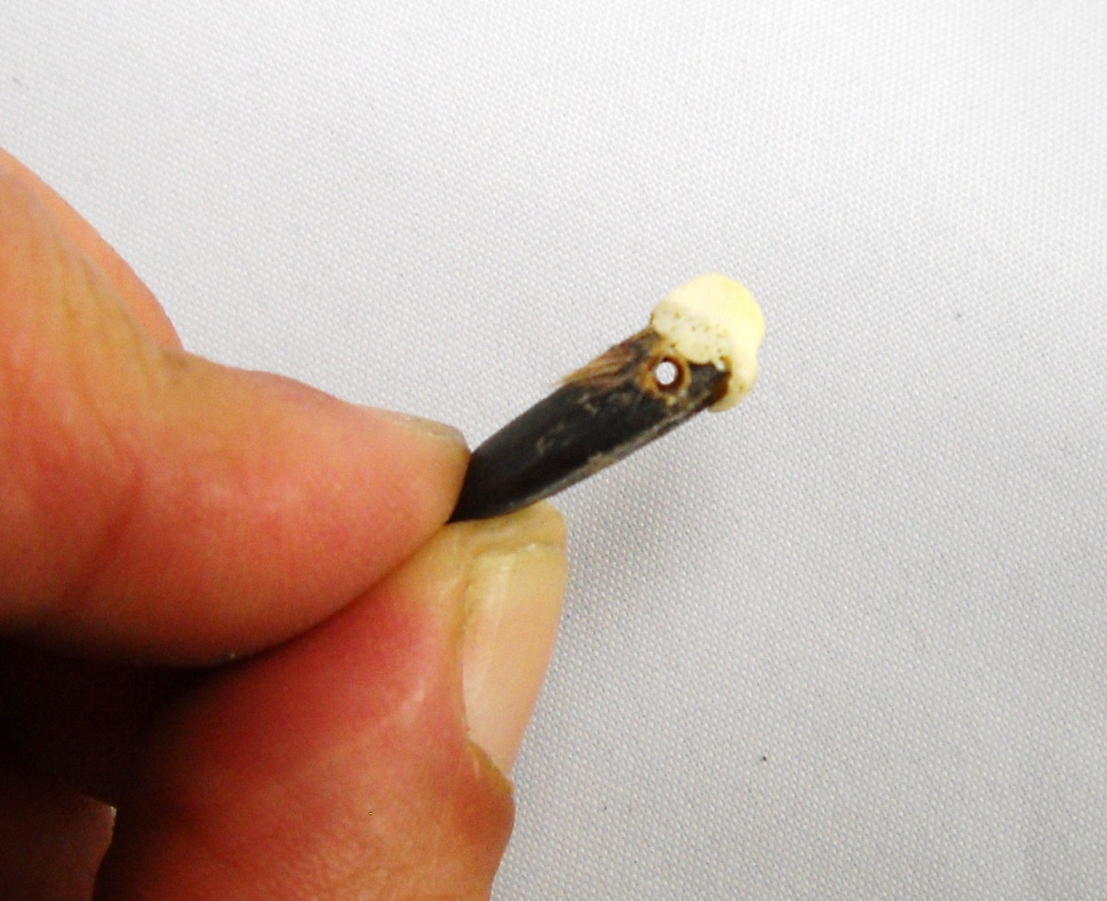 Multipack SIDE DRILLED Coyote Claws Real Bone Taxidermy - Etsy