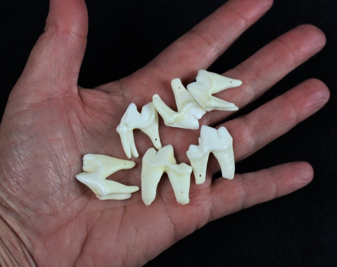 3/41 DRILLED Coyote Teeth Molars Bone Taxidermy - Etsy
