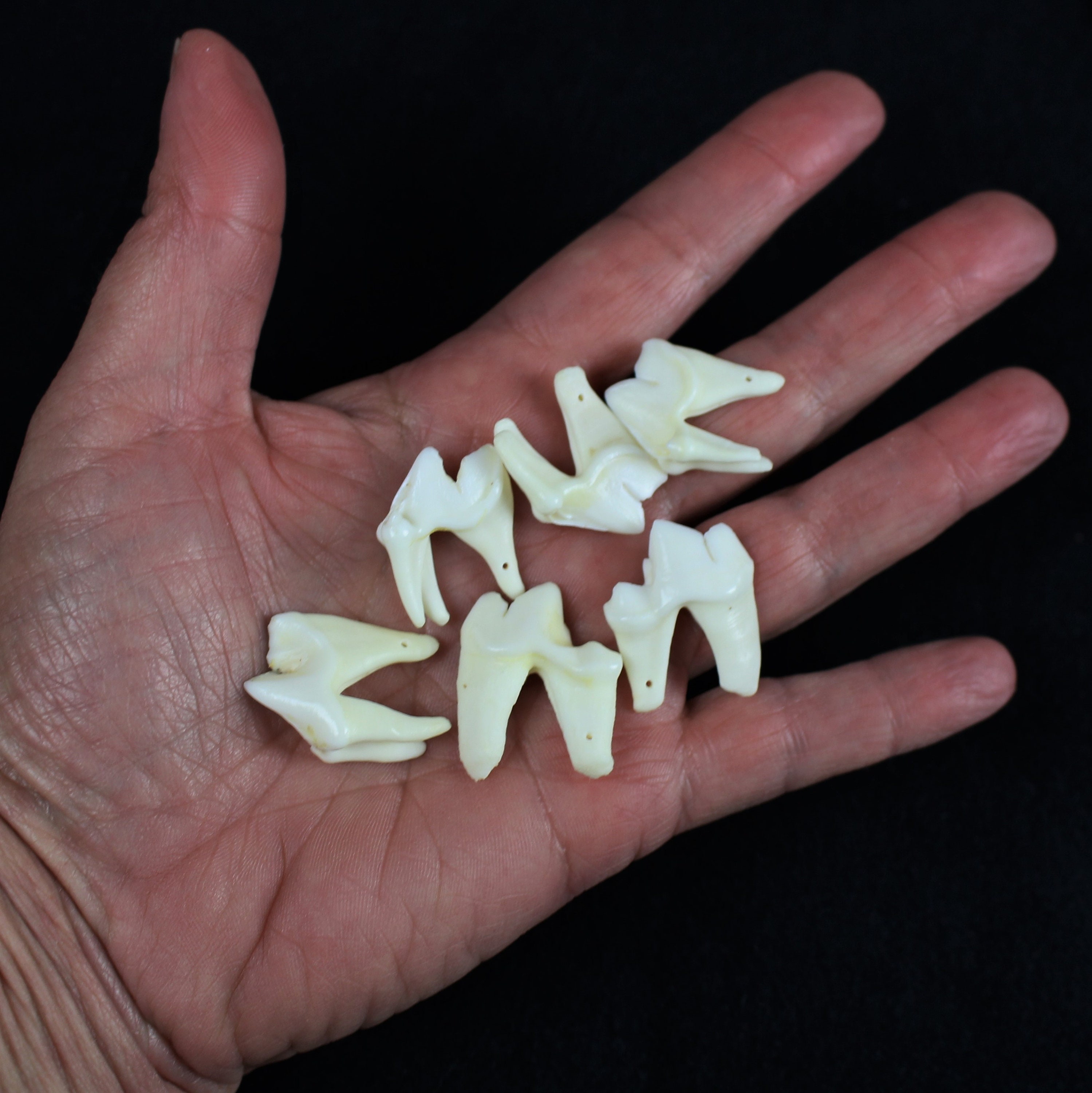 3/41 DRILLED coyote teeth molars bone taxidermy | Etsy