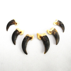Multipack SIDE DRILLED Coyote Claws Real Bone Taxidermy Genuine Bones ...